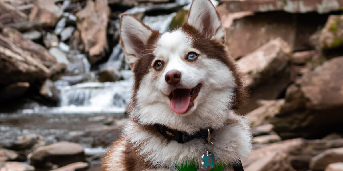 Pomsky adulte : tout savoir sur sa taille et son poids | Le blog de la ...