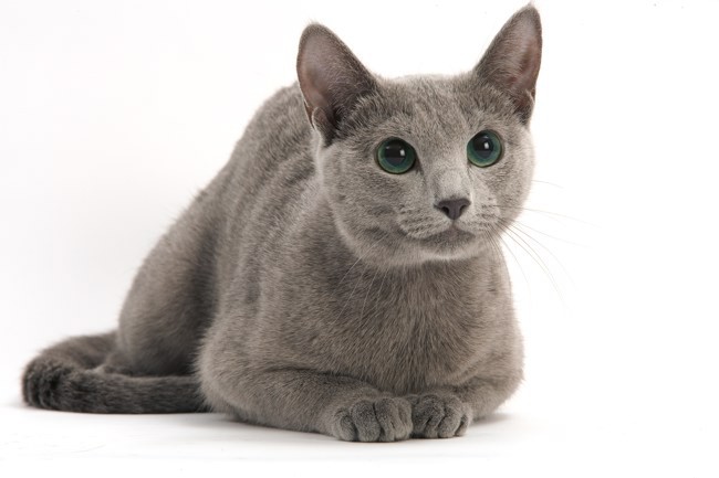 Le Bleu Russe | Le blog de la ferme