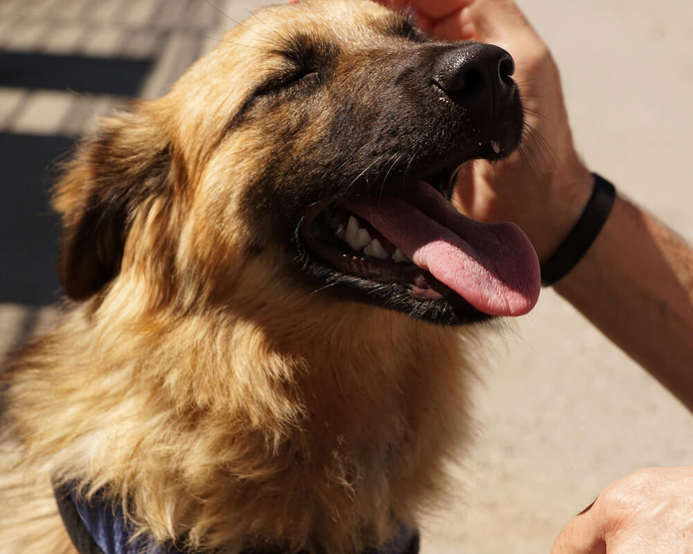 Nos conseils pour se servir d'une longe pour chien | Le blog de la ferme