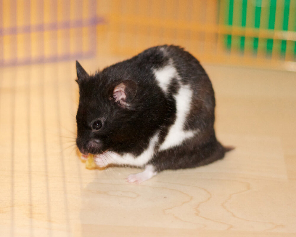 Hamster Panda | Le blog de la ferme