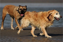 La reproduction du chien | Polytrans