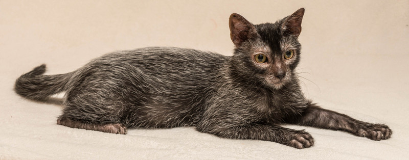 Le Lykoi ou chat loup | Le blog de la ferme