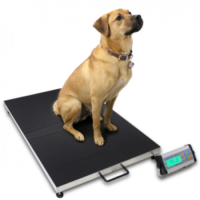 Balance électronique professionelle pour chien et grands animaux